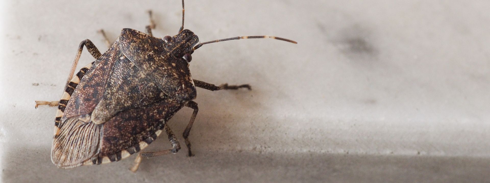 BMSB Treatment Certificate: Complete Guide | International Cargo Express