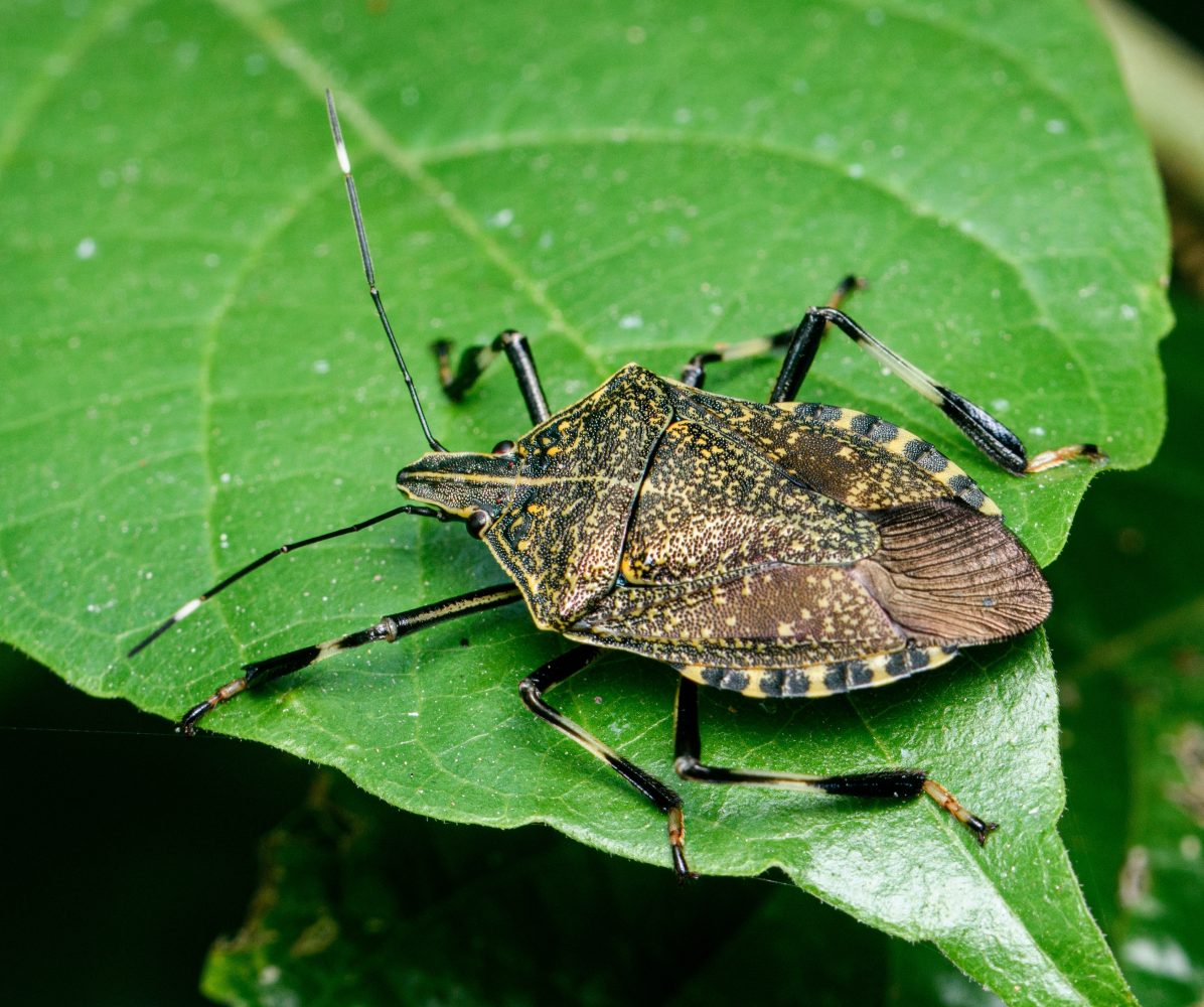 The Ultimate Stink Bug 2024-25 BMSB Season Guide | International Cargo ...