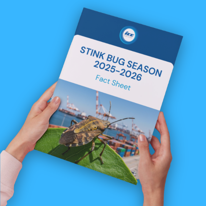 The Ultimate Stink Bug Guide: 2025-26 BMSB Season Australia ...